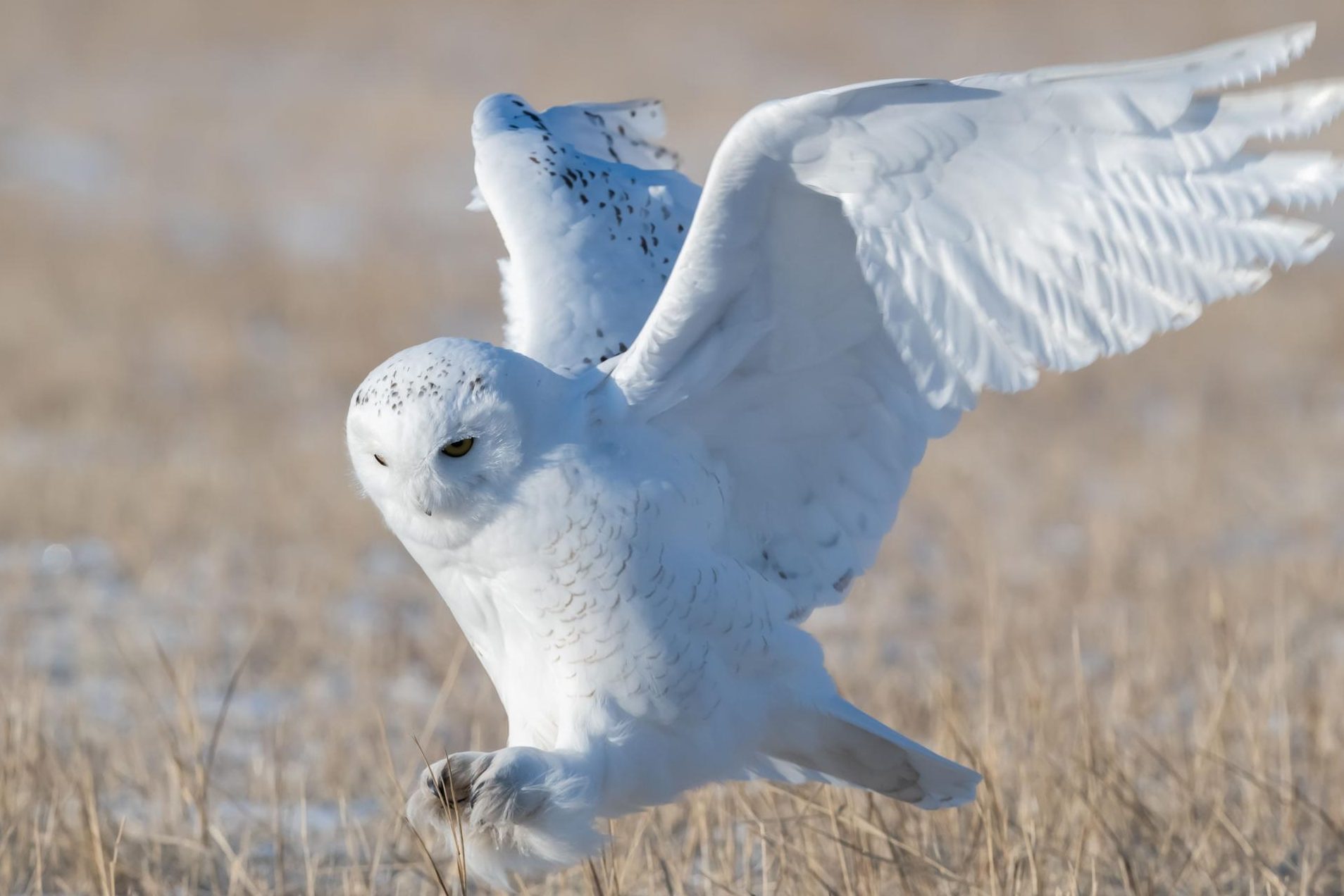 Búho nival: características, hábitat y curiosidades sobre este ave