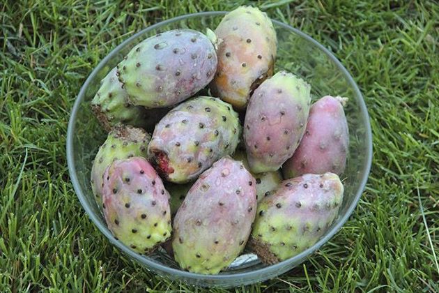 Cactus comestible y sus frutos: delicias del mundo vegetal