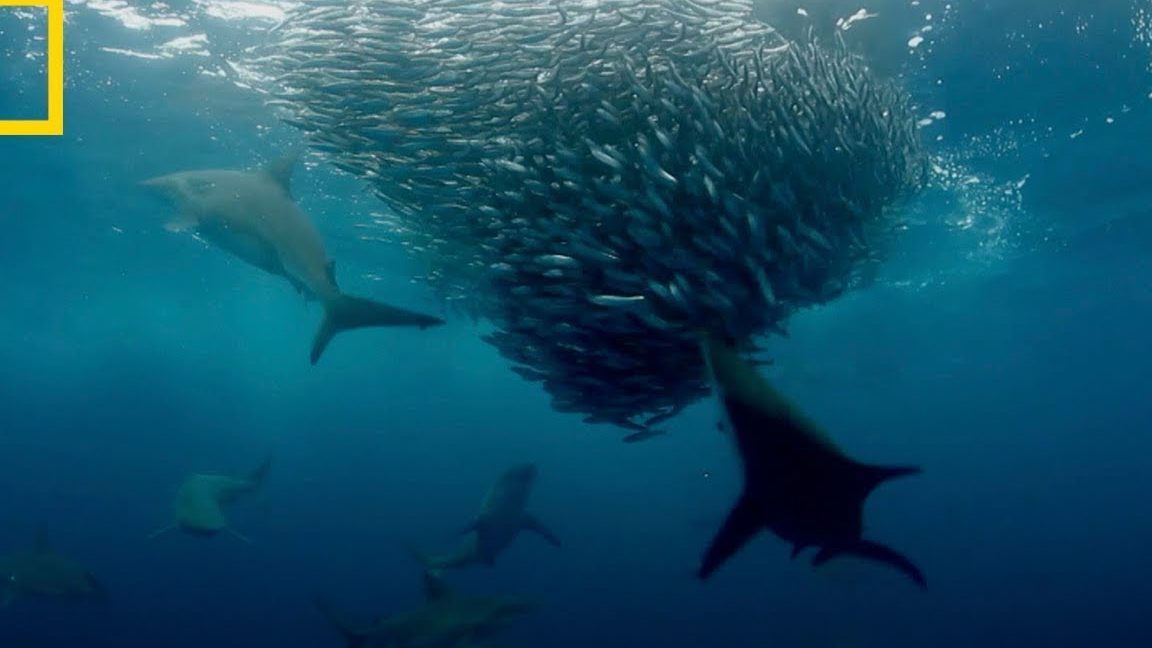 Cardumen de peces: la danza coordinada de cardúmenes de peces