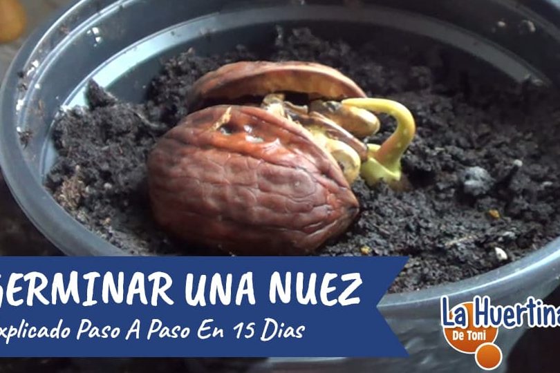 Cómo plantar una nuez y germinar nueces: guía paso a paso