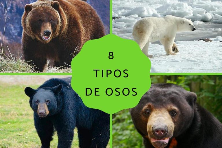 Conoce los tipos de oso grizzly, osos y razas de osos
