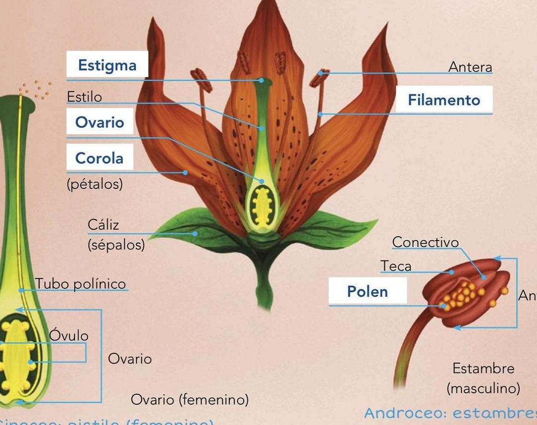 El papel del estigma de una flor en el estilo y estigma del carpelo