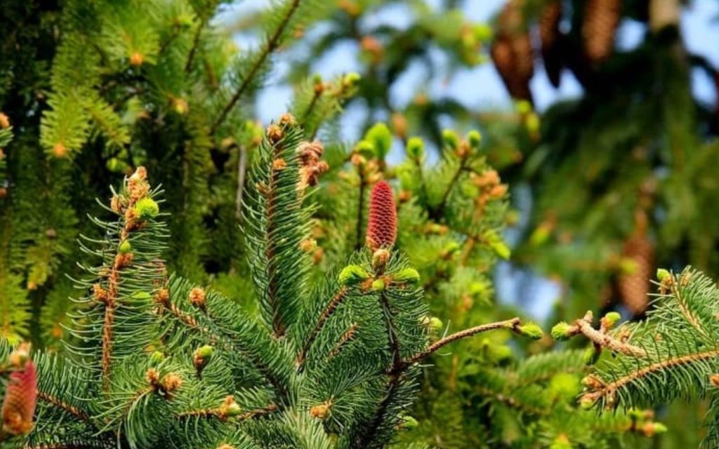 Gimnospermas características y ejemplos de plantas gimnospermas
