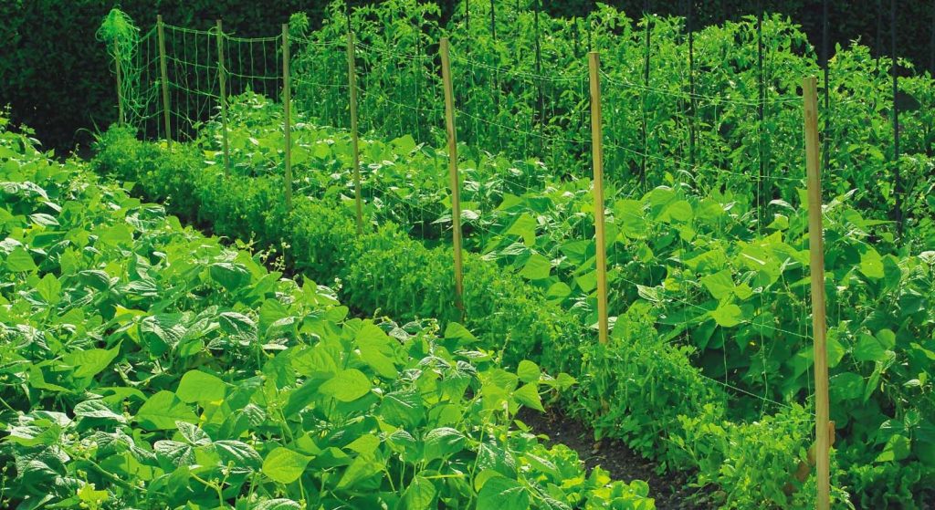 Maravillas de la Naturaleza: Animales con Mucho Pelo y Flequillo