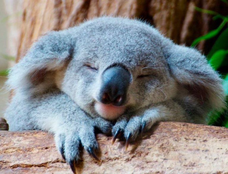 Koalas: Curiosidades, Datos Curiosos y Cosas Asombrosas