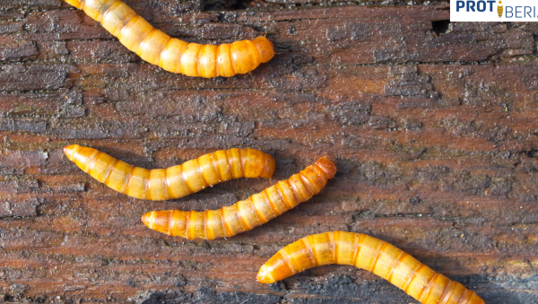 Entendiendo las relaciones tróficas en los ecosistemas: una guía esencial