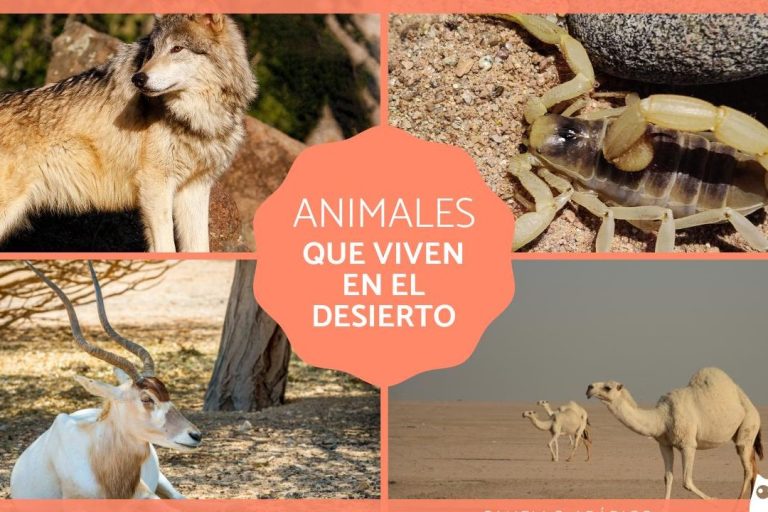 Mamíferos del desierto, animales de desierto e insectos del desierto