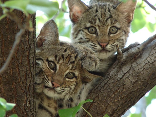 Maravillas de la Naturaleza: Animales con Mucho Pelo y Flequillo