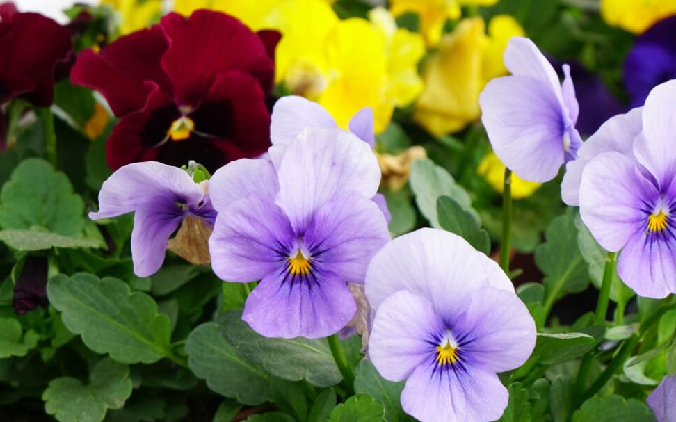 Plantas de invierno con flor para exterior: Flores de otoño-invierno