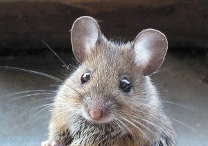 Rata o ratón: Entendiendo la diferencia entre rata y ratón