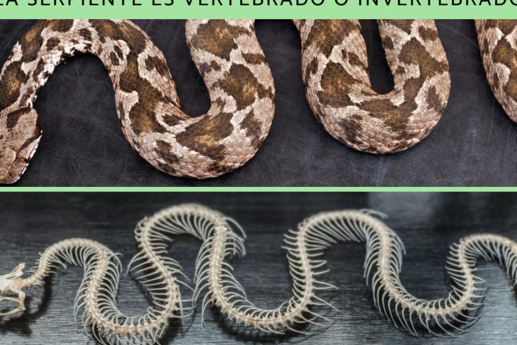 Plantas monoicas ejemplos: 20 ejemplos fascinantes para conocer