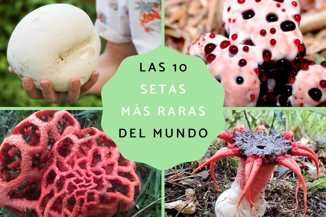 Setas Extrañas: Los Hongos más Raros del Mundo y sus Curiosidades