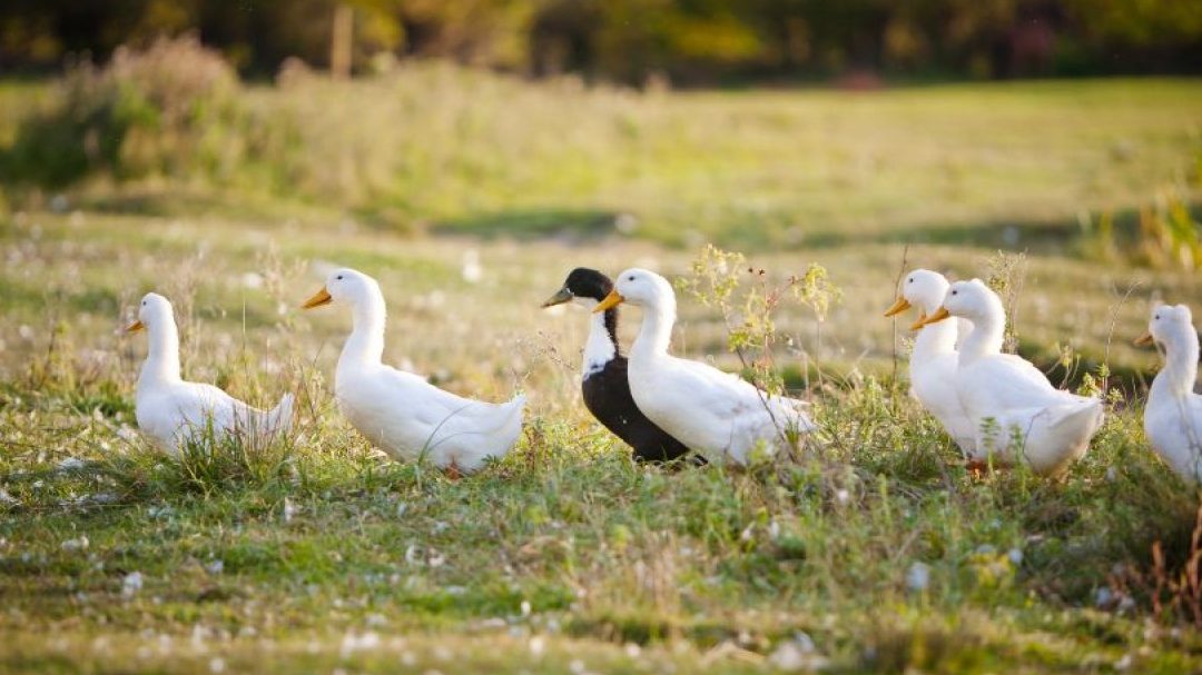 Alimentación patos: ¿Qué come un pato y su dieta variada?