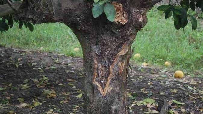 Enfermedades del limonero imágenes: Diagnóstico y soluciones efectivas