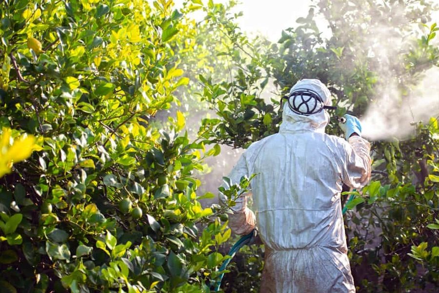 Entendiendo las nastias y tropismos: Movimientos de las plantas